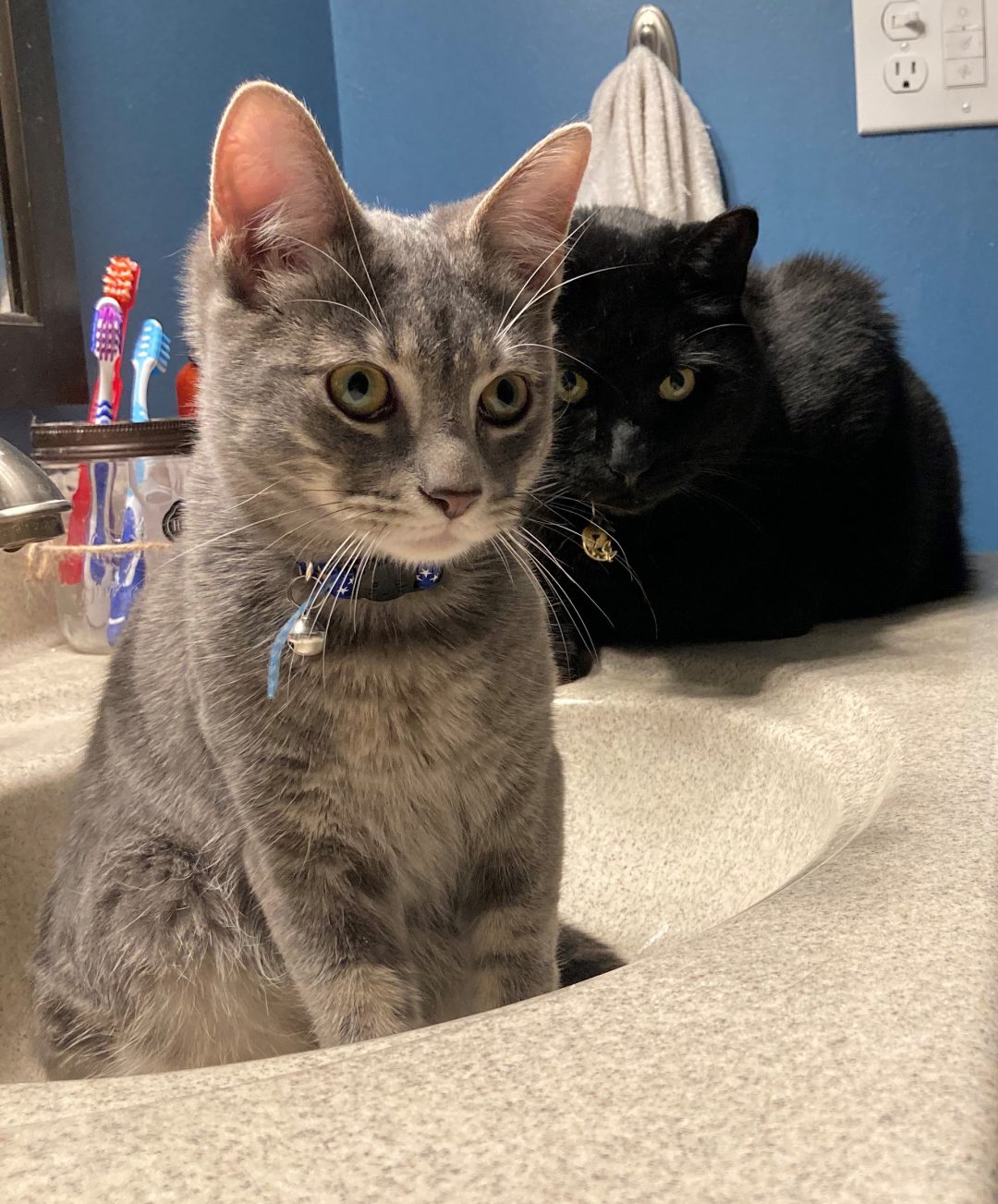 Success Stories - Butler County Humane Society